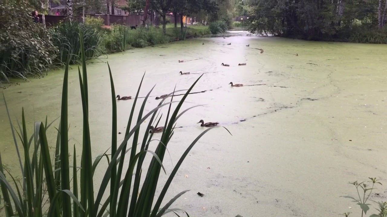 Пруд. Жаворонки. Август