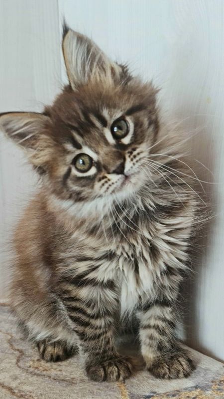 Котенок Мейн кун Зарина