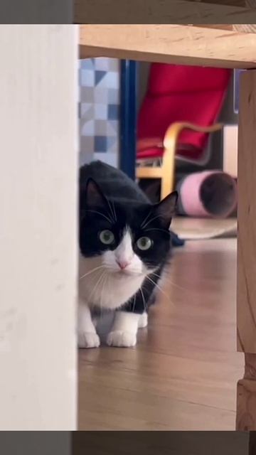 Охота прошла успешно