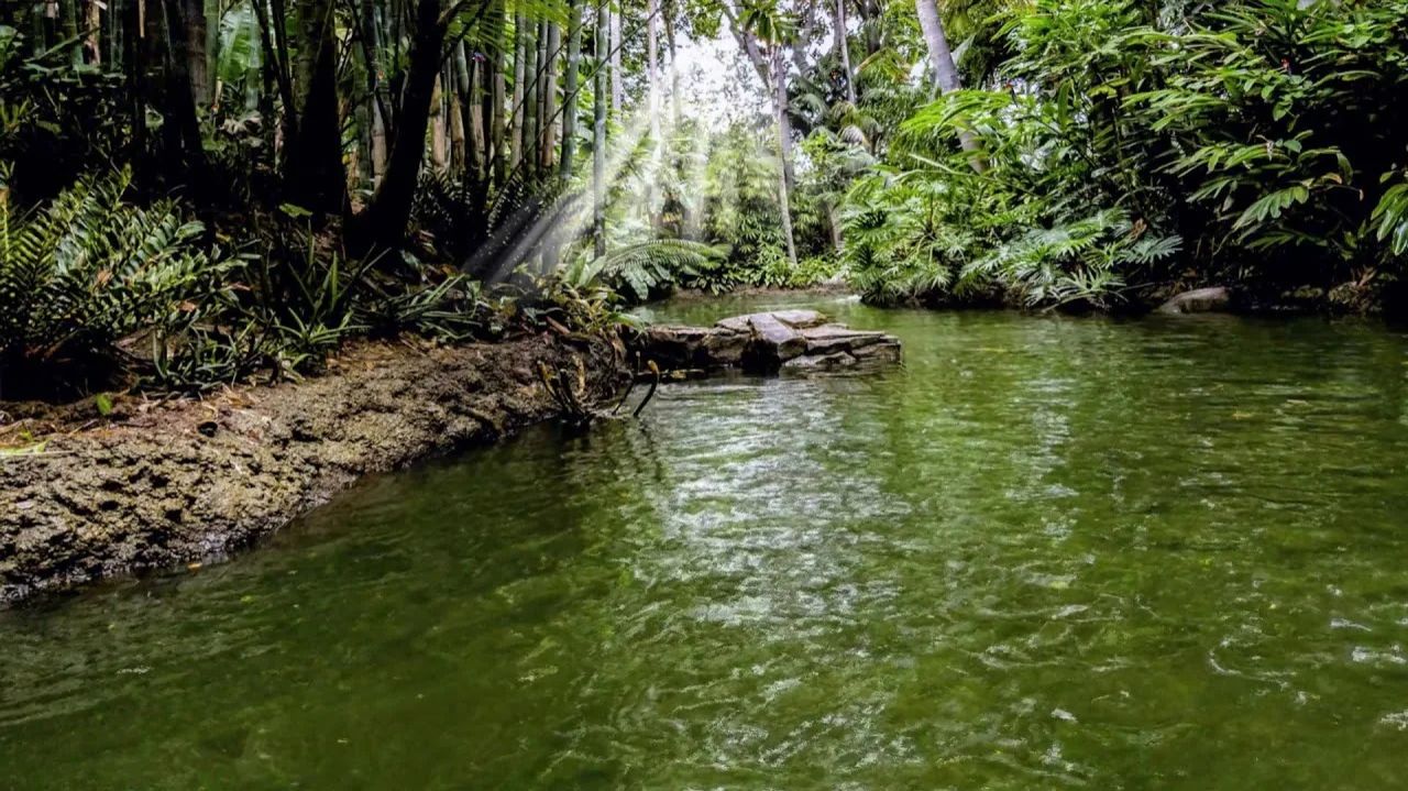 Healing River in the Pines