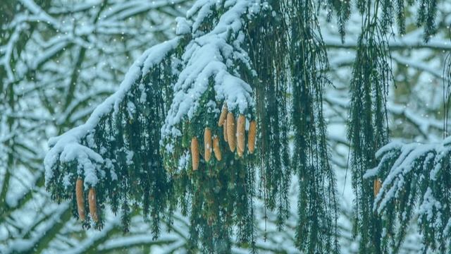 Футаж. Зимний пейзаж 151