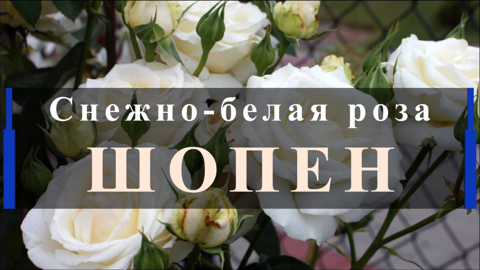 Снежно-белая роза ШОПЕН