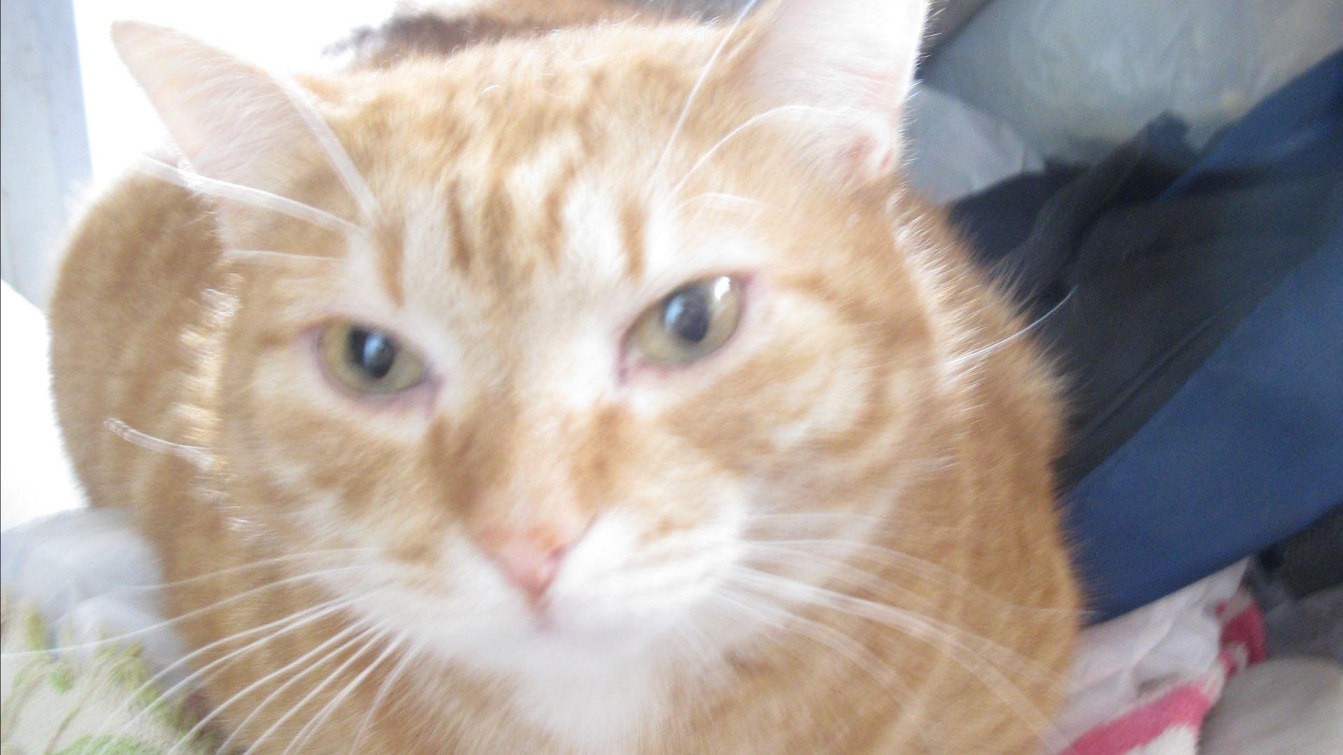 КОТ РЫЖИК! Кошки, коты. Зелень для кошек. Овес. Домашний кот. Домашние кошки. Рыжие кошки. Кот