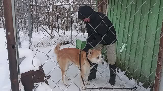 БЕЖАЛИ ДВА ЛОСЯ  И ОДИН ТОЛСТЯК ‼️ ЕЛЕ РАЗОШЛИСЬ  С ГОНЧЕЙ