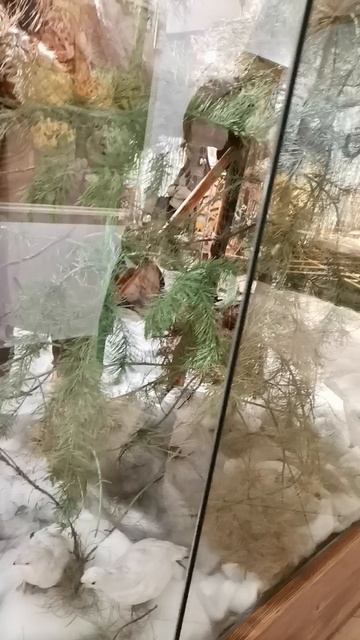 Хакасский национальный краеведческий музей_часть_2023-12-26_152959