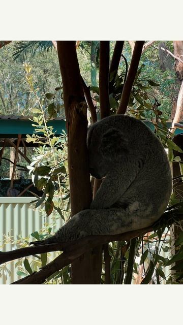 Коалы спят по 20 часов в день! А позы-то какие сладкие… Обзавидуешься! 😜👌 #коалы #коала