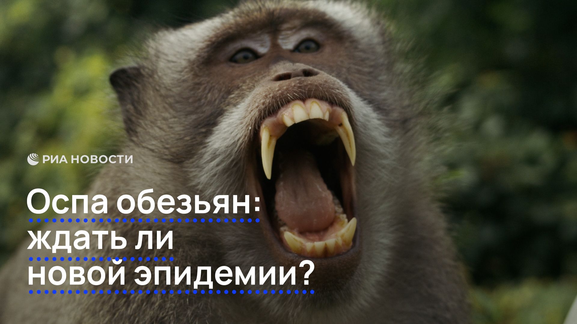 Оспа обезьян: ждать ли новой эпидемии