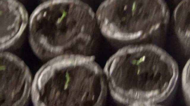 2198. Посев эустом, опыт знатока. ВПЛ.