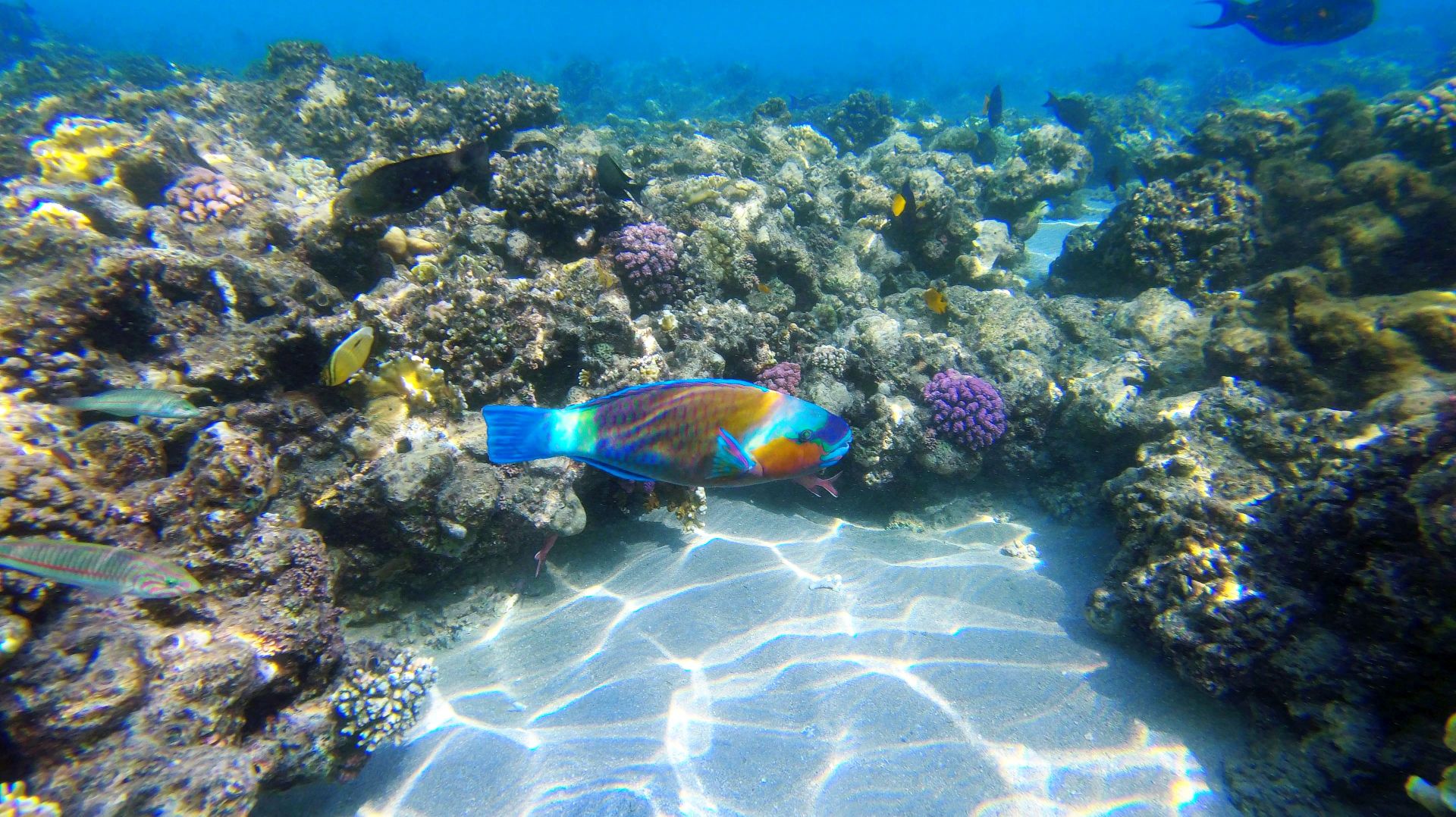 Египет-23 Отель Naama Promenade. Сноркаю на рифе отеля "Novotel" снял рыбу наполеон и других рыб