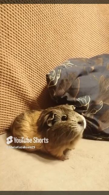 морская свинка (ИИ Алиса)