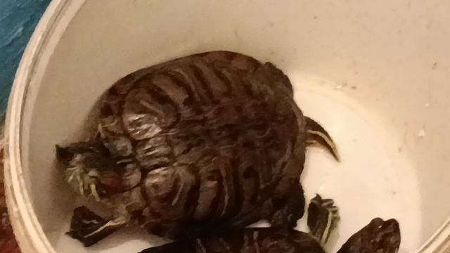 Красноухие черепашки