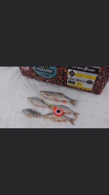 Вечерний клёв не далеко от дома, немного порыбачил на мормышку с мотылем🎣