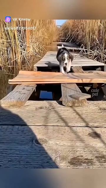 Смешно до слез, такие милые🥰 😻😻😻🐀🐀🐁🐁🐶🐶🔥👍