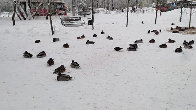 Кряквы мёрзнут ,при морозах -25 .          2026.01.21