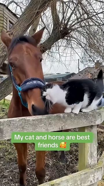 Kitten fails are the sweetest highlight of my day 🤭 #kitten #cat #viral #fyp #f