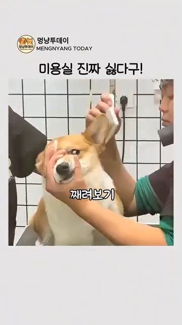 Реакция собак 🐶 на стрижку ✂️