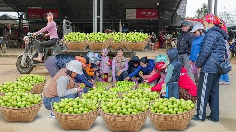 Хуонг собирает много зелёных яблок, отвозит на сельский рынок и продайте их местным жителям.