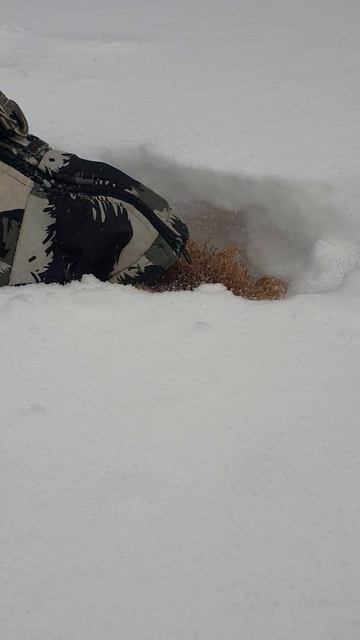 Английский кокер спаниель Арчи ныряет в снег#shorts