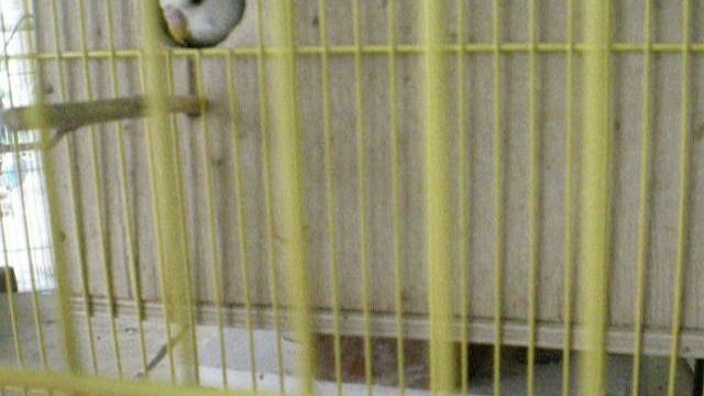 клетки,май 2012