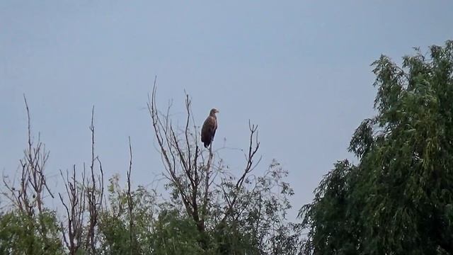 Орлан-белохвост