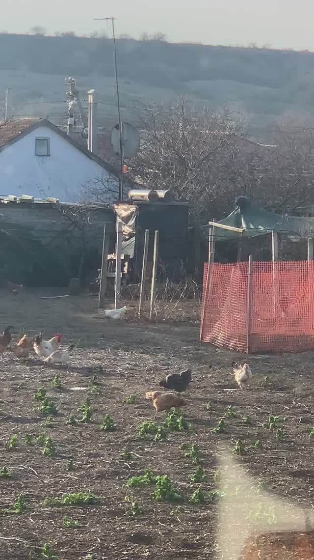 Просто жизнь | Жизнь в деревне без кур - не жизнь))