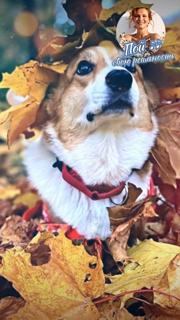 Так мне и надо | Песня-аффирмация на Счастье и Успех | слова Елении | Пой свою реальность