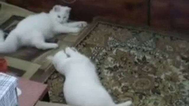 17.03.16. Играют ангорки.