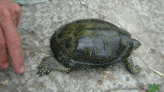 Черепаха Тищенко