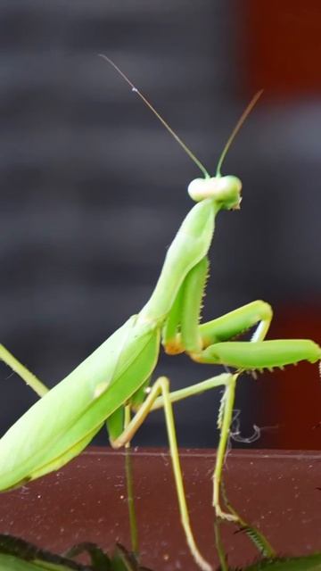 Богомол, который каждый день приходил к нам