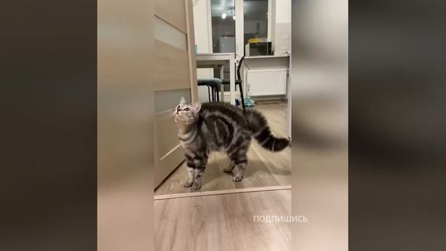 Зашла жена и распушила хвост, реакция кошки