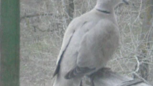 16.12.13Горлица