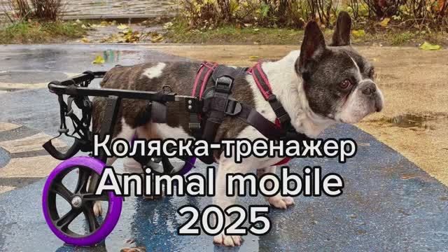 Колеса для французского бульдога