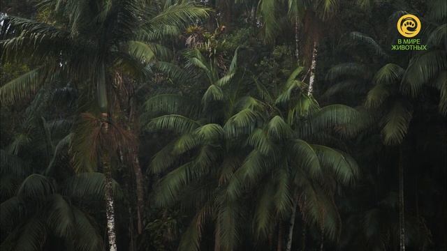 Сердцебиение атлантического леса. Анонс. Канал В Мире Животных