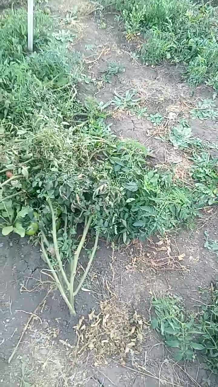 Всем привет, а мы продолжаем сбор урожая помидор!!! Мама дорогая как же их много 😱😱😱.