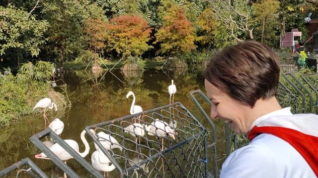 Китай. Город Гуанчжоу. А фламинго не такие уж и розовые!