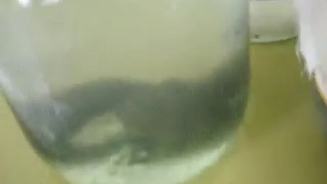 11.09.16. Пиявочки