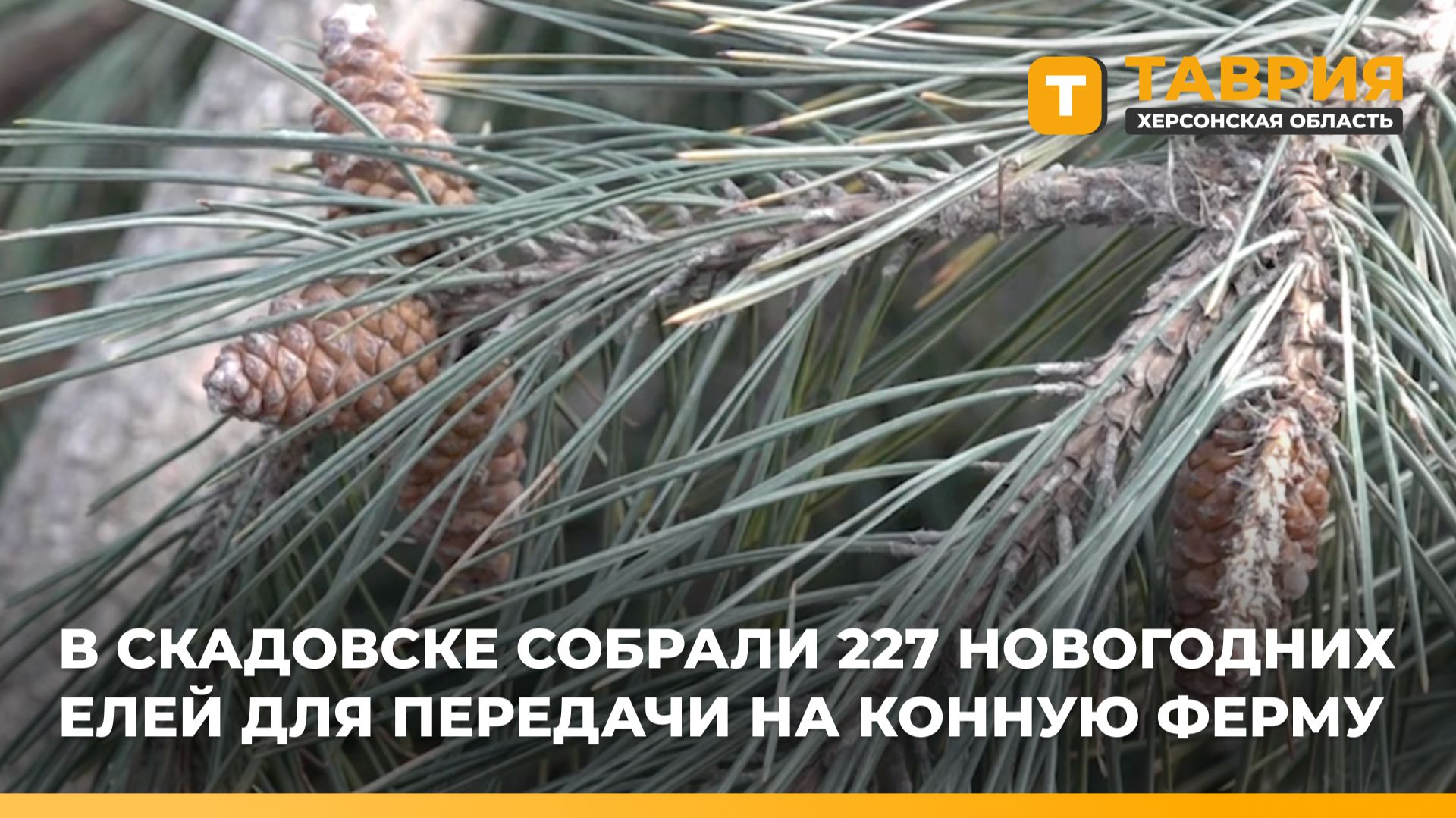 В Скадовске собрали 227 новогодних елей для передачи на конную ферму