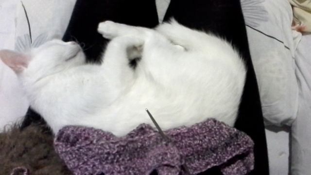 31.01.18. Беляночка спит