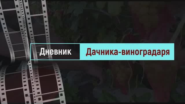 Виноград Мускат медовый