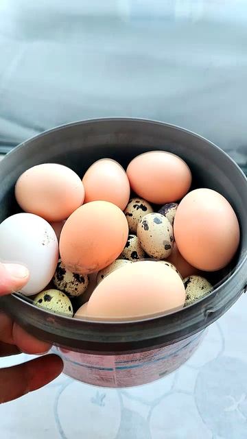 Ежедневное ЧУДО: сбор домашних яиц. ✨🥚