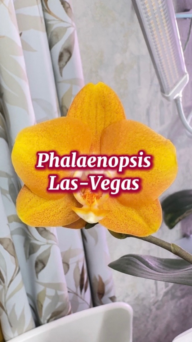 Орхидея Лас-Вегас