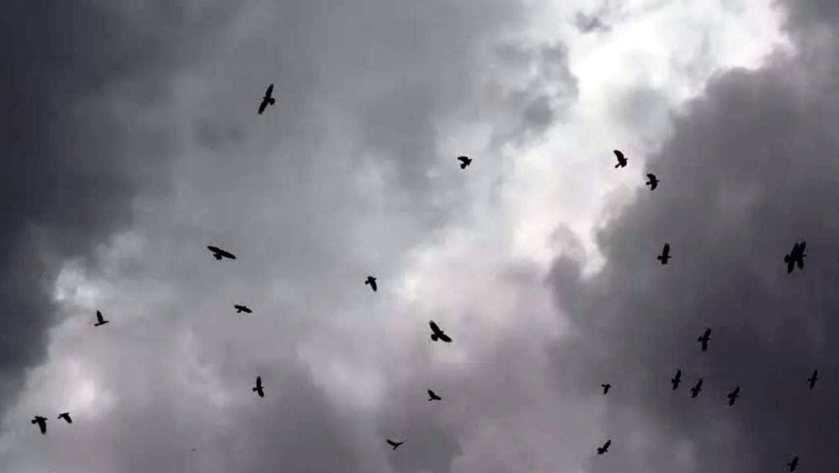 Виктор Ёлкин  "Чёрные вороны" (музыка и слова Ирины Скибиной)