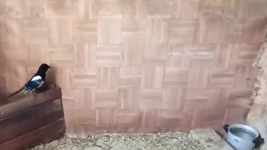 Сорока прилетела в гости к нам