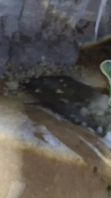 лед снова и мини коток