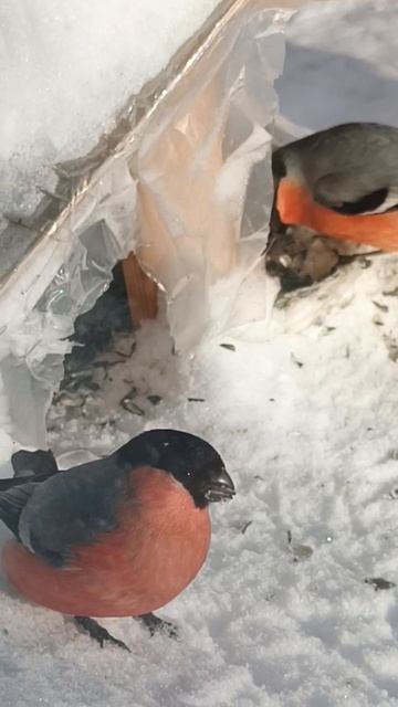 ....снегири не гири...