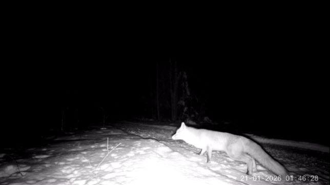 Лис на лесной дороге в заповеднике "Кивач". 21, 23.01.2026.