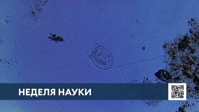 От амёбы до морской свинки: лицеисты Нижнекамска погрузились в мир зоологии
