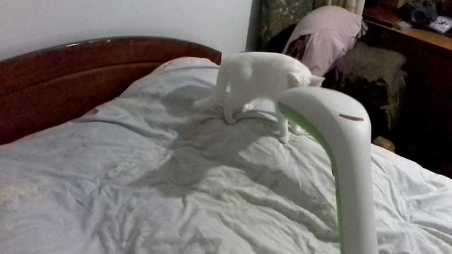 Беляна 06.12.2017