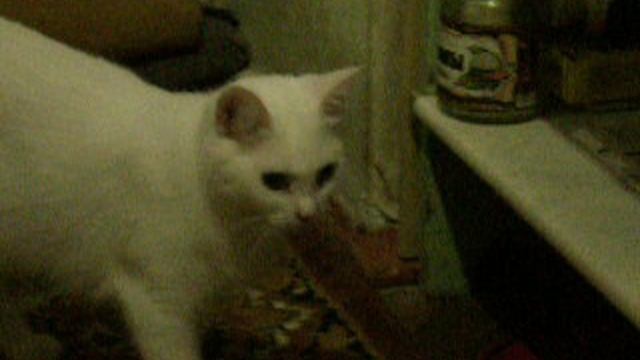 17.08.15. Голубка