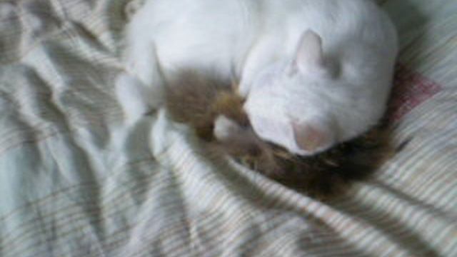 26.10.17. Белянка и меховой хвост